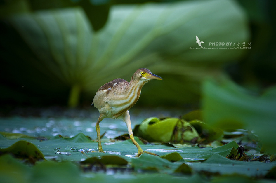 자기 몸보다 목이 긴 덤불해오라기 - 작품사진 - 오손도손 그리고 올드팝