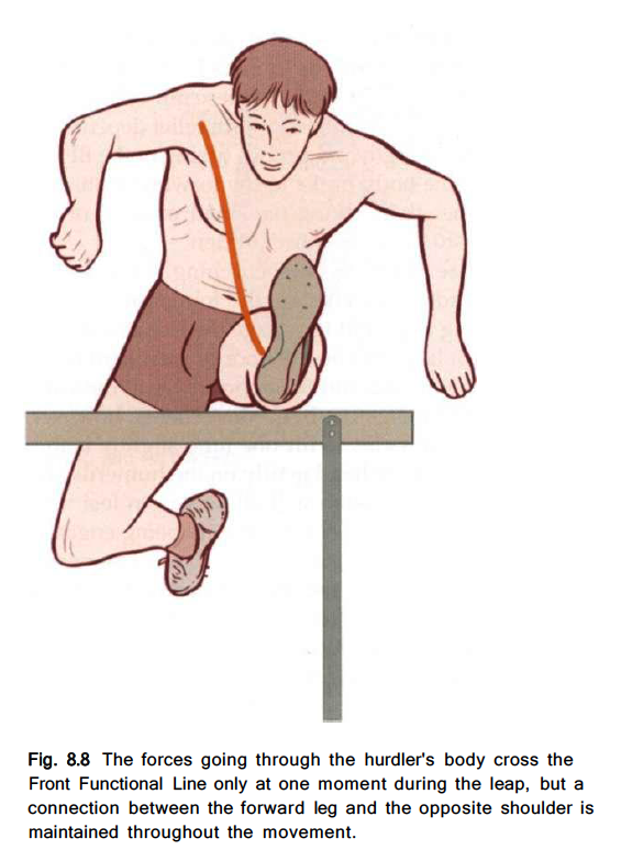 기능선(functional line) - 전방기능선과 후방기능선 - 해부학 연결선과 부정렬 - 치료적 맞춤운동, 비타미네, 영성 연구소