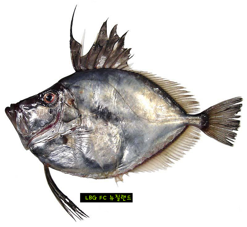 Johndory (Zeidae 달고기科) - NZ - 어류도감 - 磯 LBG FC 뉴질랜드