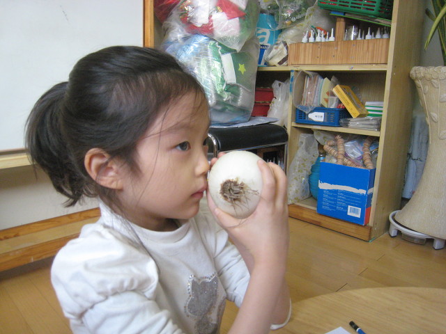 양파 키우기양파싹 기르기양파 수경재배양파싹 틔우기 ┏한결농장 공개┓ 한결어린이집