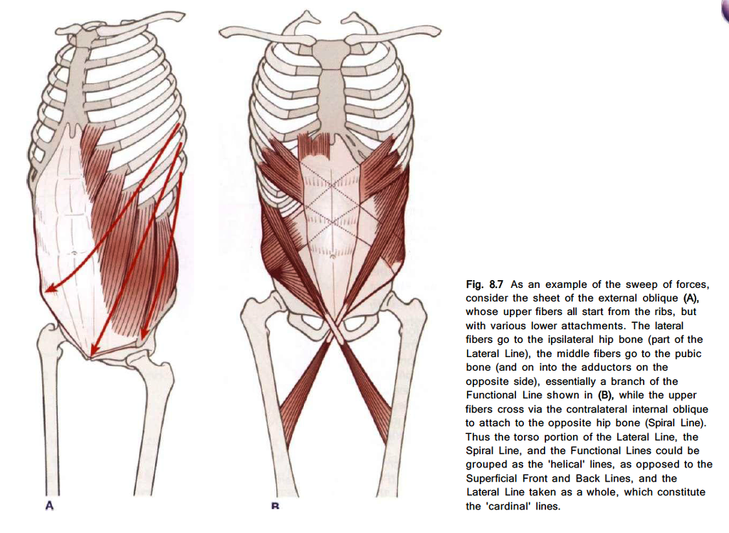 기능선(functional line) - 전방기능선과 후방기능선 - 해부학 연결선과 부정렬 - 치료적 맞춤운동, 비타미네, 영성 연구소