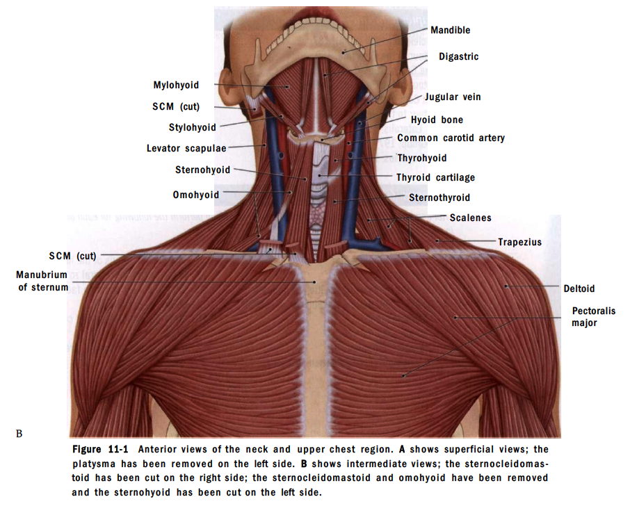 경추 전면부 근육들(platysma, SCM, scalens, sternohyoid, omohyoid, thyrohyoid ...