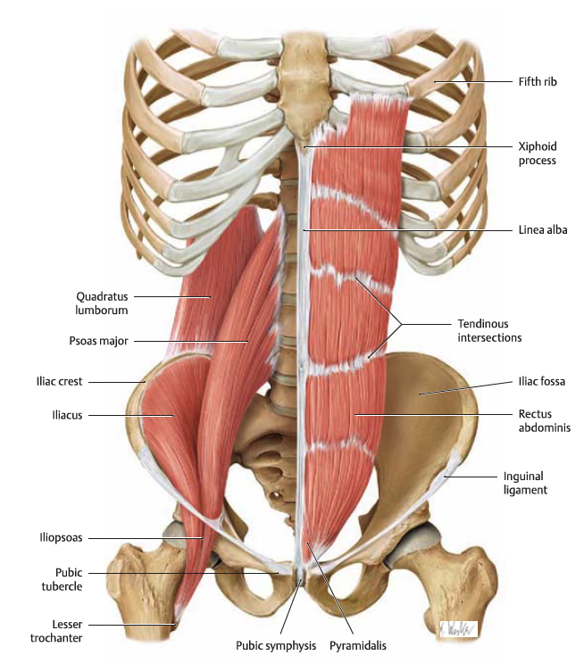기능선(functional line) - 전방기능선과 후방기능선 - 해부학 연결선과 부정렬 - 치료적 맞춤운동, 비타미네, 영성 연구소