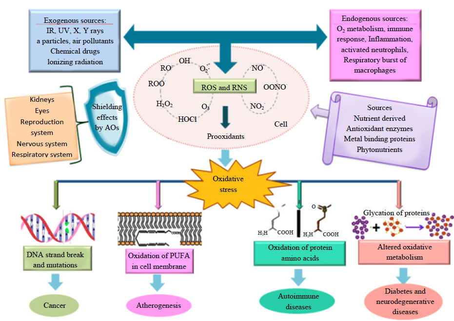 활성산소 Free radical의 개념 - superoxide, H2O2, Hydroxyl radical, lipid ...