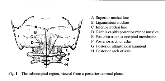 머리와 경추의 고유수용성감각의 monitor! 소후두직근에 관한 논문 번역(정말중요하네요) - neck and shoulder ...