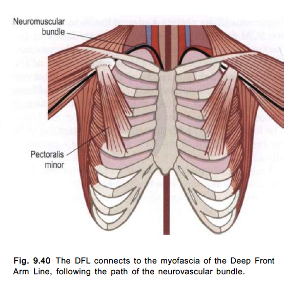 심부전방선 deep front line .. 몸통윗부분 - 해부학 연결선과 부정렬 - 치료적 맞춤운동, 비타미네, 영성 연구소