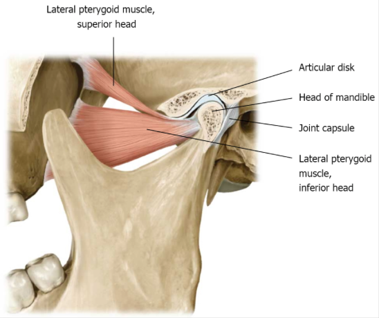 활액 관절의 open pack and closed pack position 그리고 관절가동의 기본 원리 - 해부학, 생체역학 ...