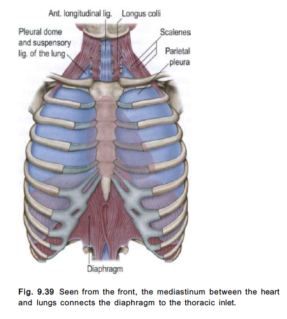 심부전방선 deep front line .. 몸통윗부분 - 해부학 연결선과 부정렬 - 치료적 맞춤운동, 비타미네, 영성 연구소