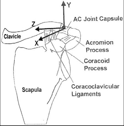 AC joint의 해부학과 생체역학 - ROBB SELLARDS, MD - CASE STUDY ARTICLE - REALPTtheMAX