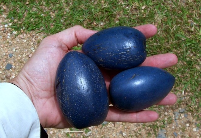 화식조 자두 (Cassowary Plum) - 사진/그림 - 다정한 사람들의 공간