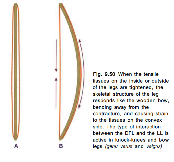 심부전방선 deep front line .. 몸통윗부분 - 해부학 연결선과 부정렬 - 치료적 맞춤운동, 비타미네, 영성 연구소