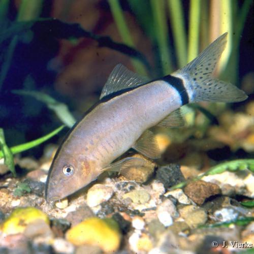 스컹크 보티아 (Skunk botia) - 사랑방 열대어 가이드 - 강물처럼..구름처럼..물생활 사랑방