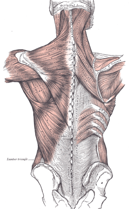기능선(functional line) - 전방기능선과 후방기능선 - 해부학 연결선과 부정렬 - 치료적 맞춤운동, 비타미네, 영성 연구소