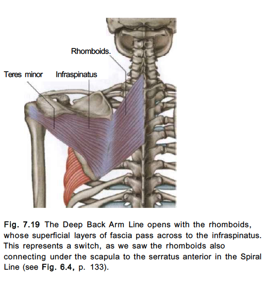 심부후방상지선 deep back arm line - 해부학 연결선과 부정렬 - 치료적 맞춤운동, 비타미네, 영성 연구소