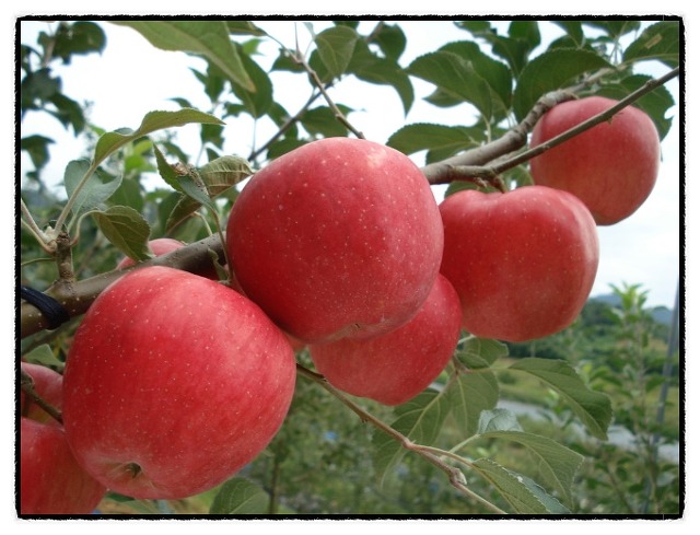 바둑의 역사 - 바둑과 인생 - MJ사랑 미네모(MYNEMO)