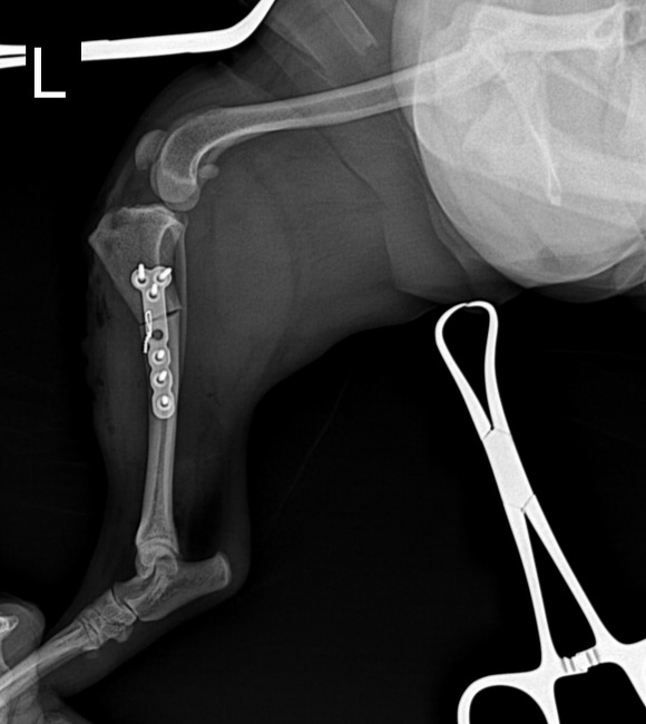 TPLO /cTWO /CBLO/Anti-rotation 전십자인대 파열/단열수술 - ─… [병원소개] - 청주 안과 골절 정성환 ...