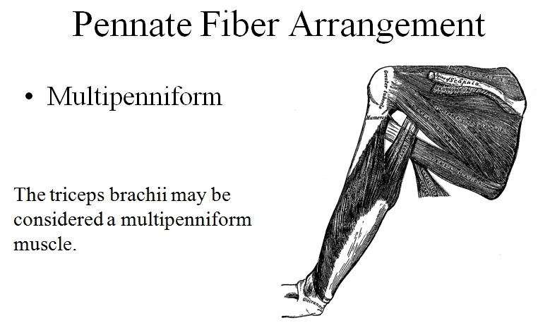 Muscle Mechanics. 대박자료 - 근육생리와 역학 - 치료적 맞춤운동, 비타미네, 영성 연구소