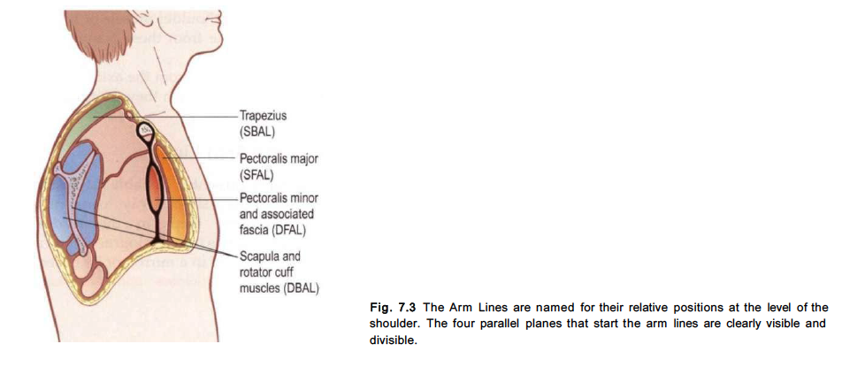 the arm line 상지선 각론과 심부전방상지선 - 해부학 연결선과 부정렬 - 치료적 맞춤운동, 비타미네, 영성 연구소