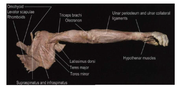 심부후방상지선 deep back arm line - 해부학 연결선과 부정렬 - 치료적 맞춤운동, 비타미네, 영성 연구소