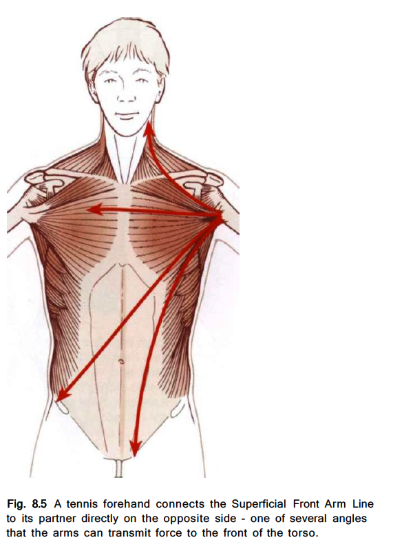 기능선(functional line) - 전방기능선과 후방기능선 - 해부학 연결선과 부정렬 - 치료적 맞춤운동, 비타미네, 영성 연구소