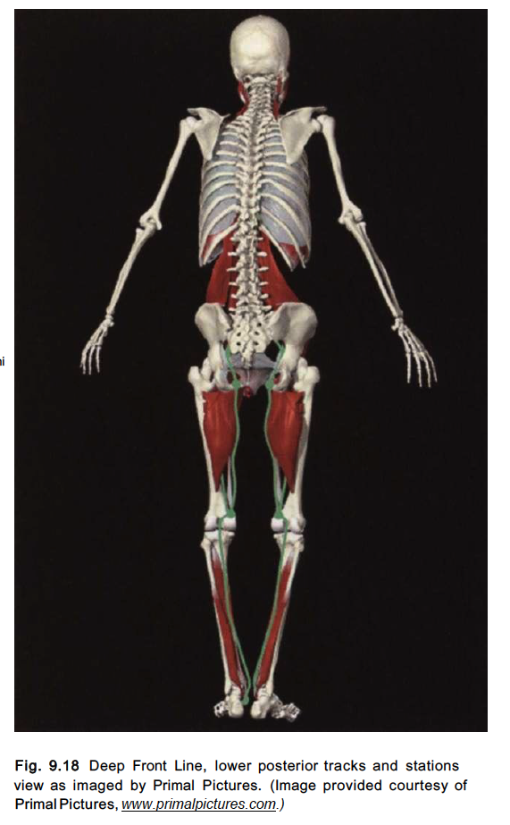 심부전방선 deep front line .. 하지부분 ... 더 정리해야 ... - 해부학 연결선과 부정렬 - 치료적 맞춤운동 ...