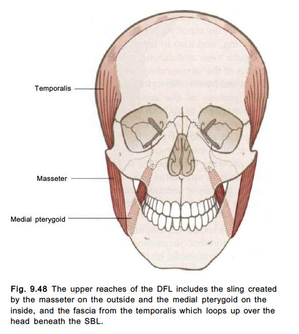 심부전방선 deep front line .. 몸통윗부분 - 해부학 연결선과 부정렬 - 치료적 맞춤운동, 비타미네, 영성 연구소