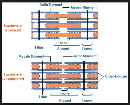 반드시 알아야 할 인체 물리학 용어2. 점탄성 완전성(thixotrophy) - 근육생리와 역학 - 치료적 맞춤운동, 비타미네 ...
