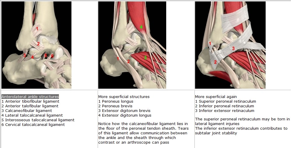 Foot drawer test - ant, post talofibular ligament and calcaneofibular ...