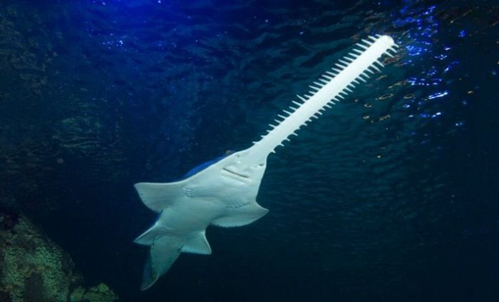 매우 특이한 동물들 - ㆍ신박한 사진방 - 한류열풍 사랑