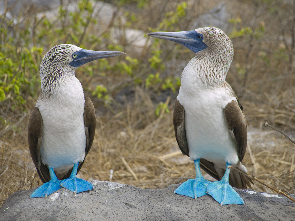 푸른발부비(Blue-footed Booby; 푸른발얼간이새) - 사진/그림 - 다정한 사람들의 공간