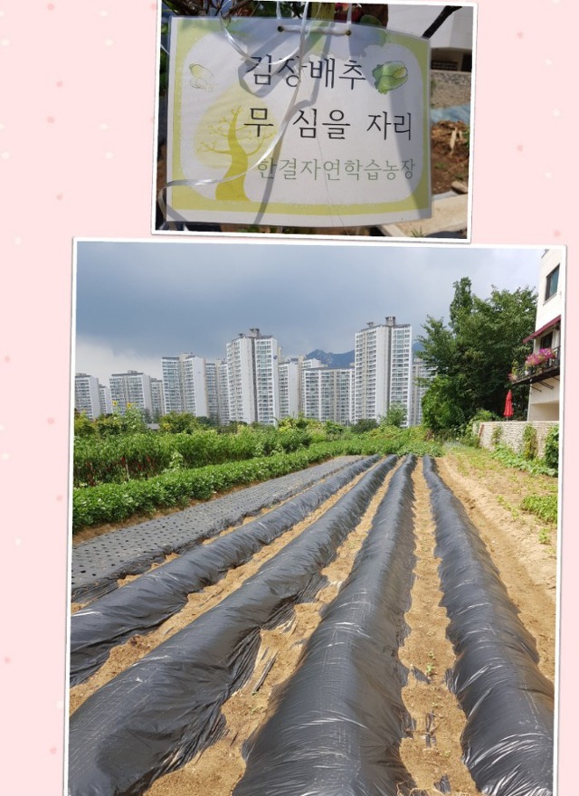 어린이집 김장배추 심는 방법 어린이집 김장배추 심는시기어린이집 김장무 심는시기김장배추 잘기르는 요령김장배추 재배방법김장