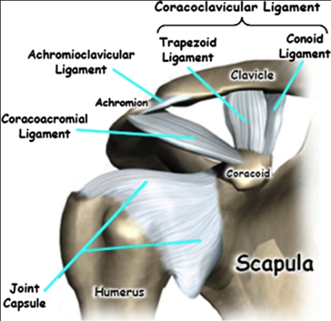 활액 관절의 open pack and closed pack position 그리고 관절가동의 기본 원리 - 해부학, 생체역학 ...