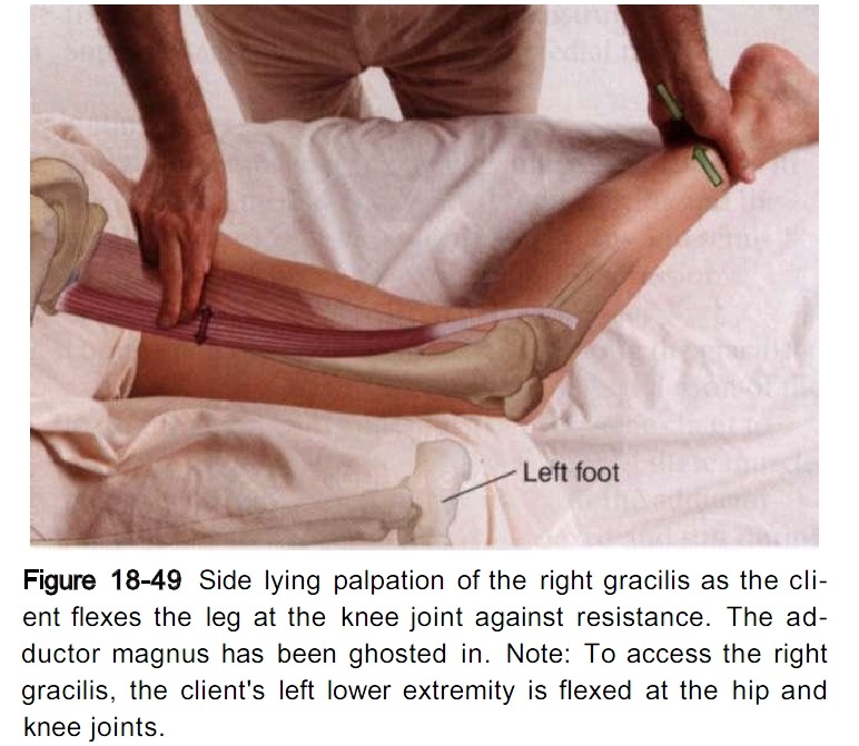 무릎 근육과 뼈의 촉진 매뉴얼1 - knee - 치료적 맞춤운동, 비타미네, 영성 연구소