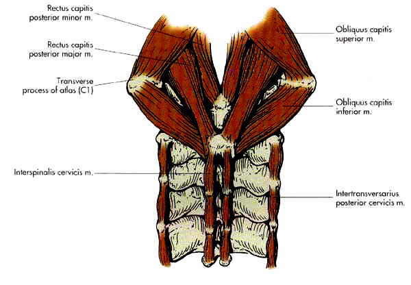 머리와 경추의 고유수용성감각의 monitor! 소후두직근에 관한 논문 번역(정말중요하네요) - neck and shoulder ...