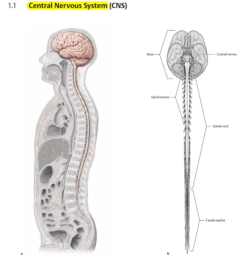 신경해부학(neuroanatomy), 인체 움직임의 뿌리 학문 - 정리중 - 해부학, 생체역학 - 치료적 맞춤운동, 비타미네 ...
