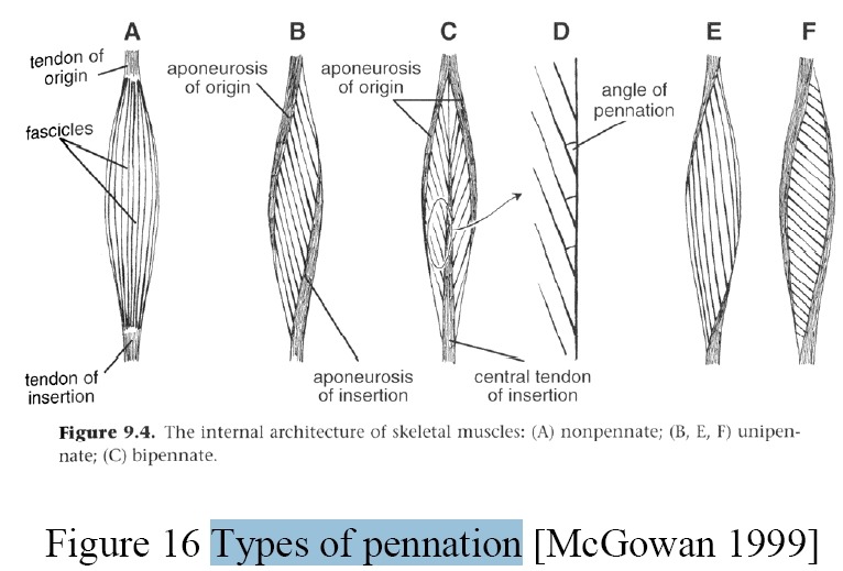 Muscle Mechanics. 대박자료 - 근육생리와 역학 - 치료적 맞춤운동, 비타미네, 영성 연구소