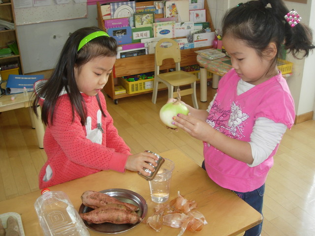양파 키우기양파싹 기르기양파 수경재배양파싹 틔우기 ┏한결농장 공개┓ 한결어린이집