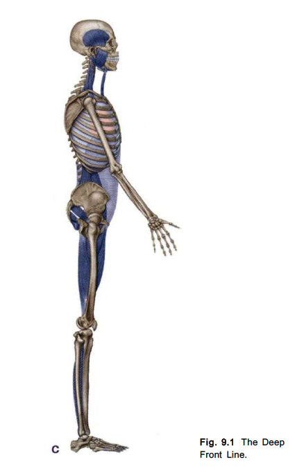 심부전방선 deep front line .. 하지부분 ... 더 정리해야 ... - 해부학 연결선과 부정렬 - 치료적 맞춤운동 ...