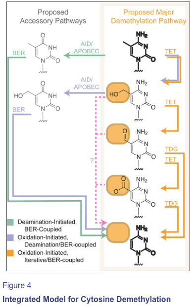 Cytosine Methylation
