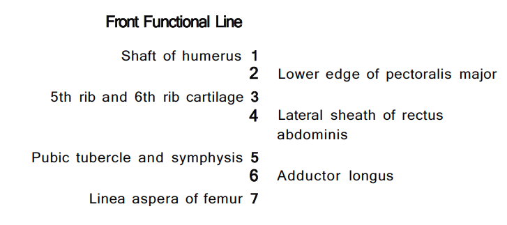기능선(functional line) - 전방기능선과 후방기능선 - 해부학 연결선과 부정렬 - 치료적 맞춤운동, 비타미네, 영성 연구소