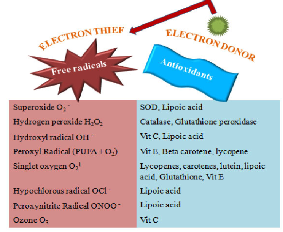 활성산소 Free radical의 개념 - superoxide, H2O2, Hydroxyl radical, lipid ...