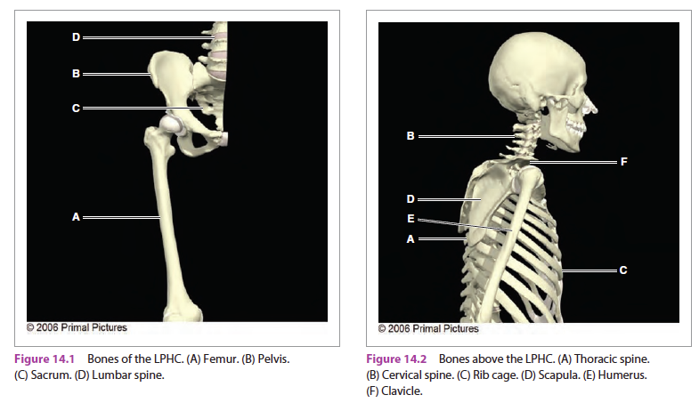 lumbar-pelvis-hip compex overhead squat, one leg squat 검사결과와 치료법 - 정리중 ...