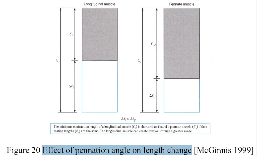 Muscle Mechanics. 대박자료 - 근육생리와 역학 - 치료적 맞춤운동, 비타미네, 영성 연구소