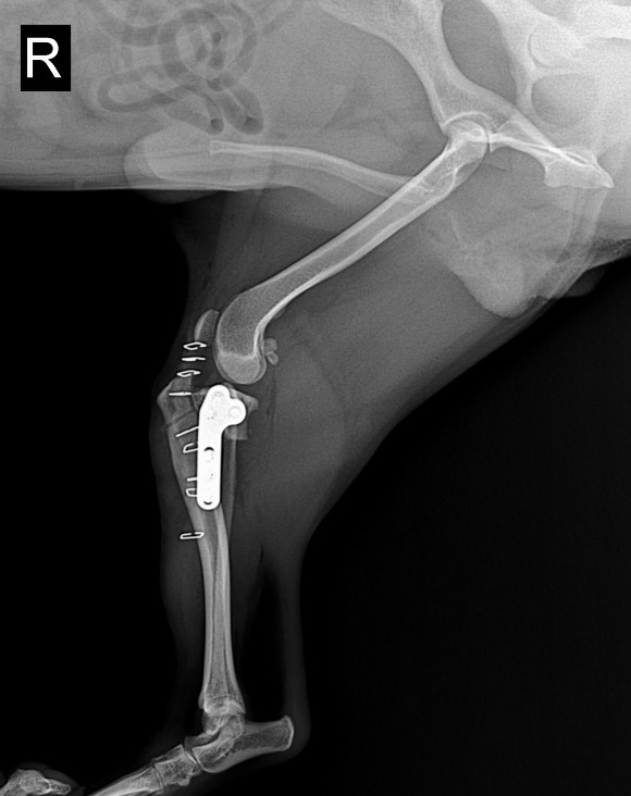 TPLO /cTWO /CBLO/Anti-rotation 전십자인대 파열/단열수술 - ─… [병원소개] - 청주 안과 골절 정성환 ...