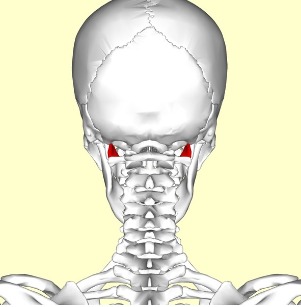 심부후방상지선 deep back arm line - 해부학 연결선과 부정렬 - 치료적 맞춤운동, 비타미네, 영성 연구소