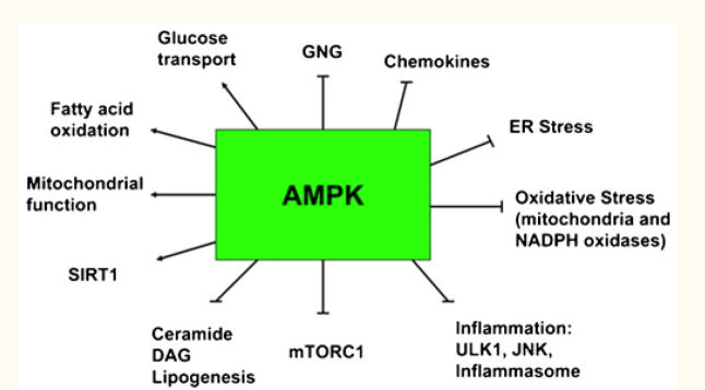 Re:Re: AMP-activated Protein Kinase (AMPK): Does This Master Regulator ...