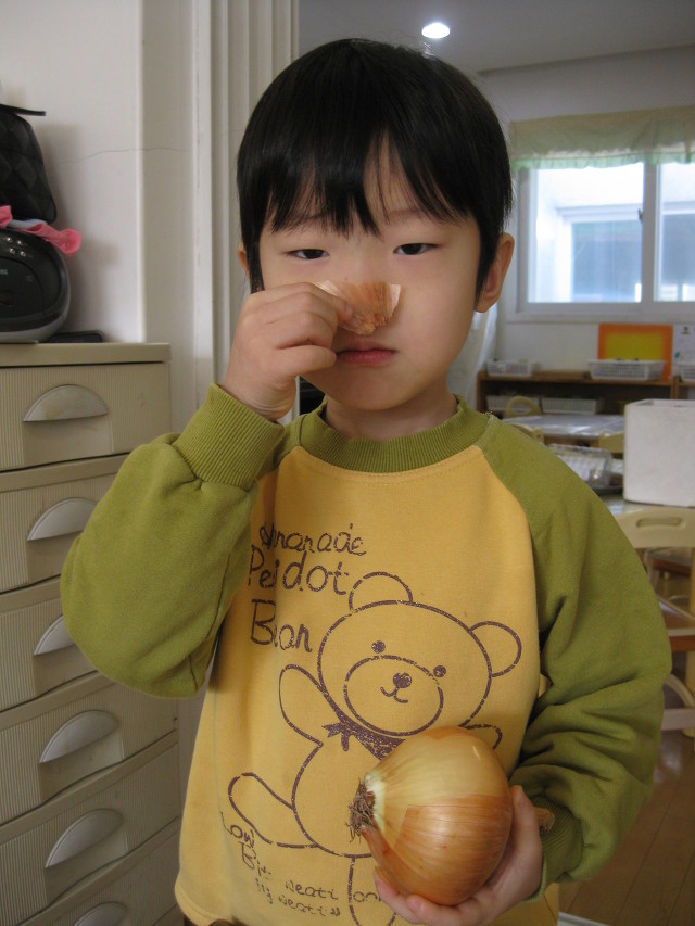 양파 키우기양파싹 기르기양파 수경재배양파싹 틔우기 ┏한결농장 공개┓ 한결어린이집