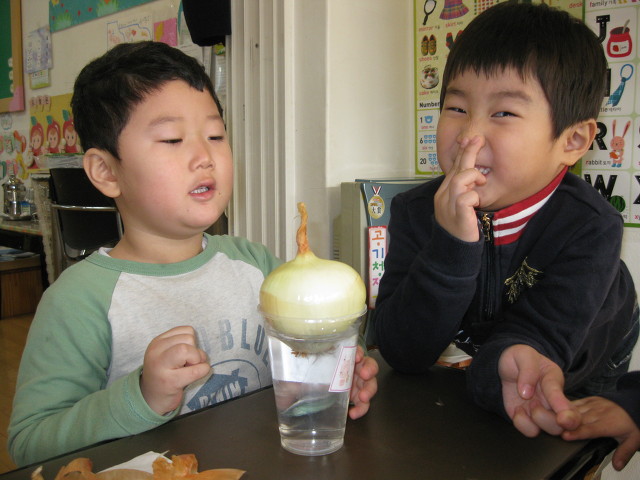 양파 키우기양파싹 기르기양파 수경재배양파싹 틔우기 ┏한결농장 공개┓ 한결어린이집