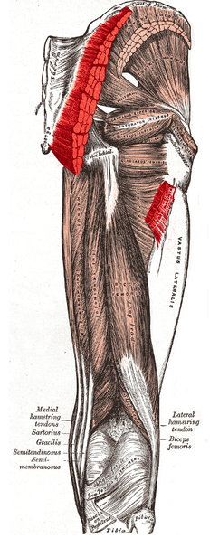 기능선(functional line) - 전방기능선과 후방기능선 - 해부학 연결선과 부정렬 - 치료적 맞춤운동, 비타미네, 영성 연구소