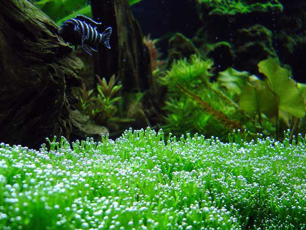 리시아 (Riccia fluitans)(Crystalwort) - 사랑방 수초 가이드 - 강물처럼..구름처럼..물생활 사랑방